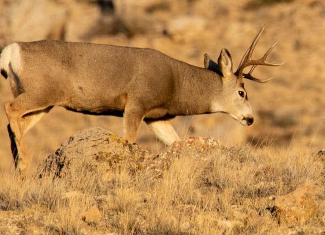 Mule deer | Wyoming Game & Fish Department